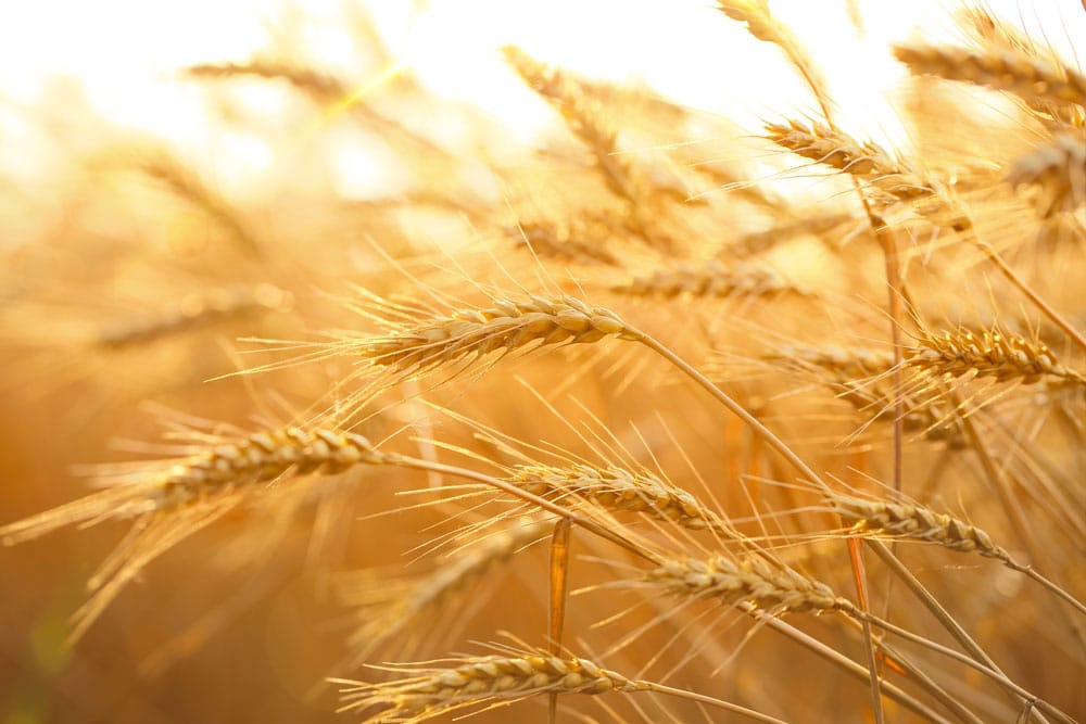 The Benefits of Wheat Germ Oil | The Hub